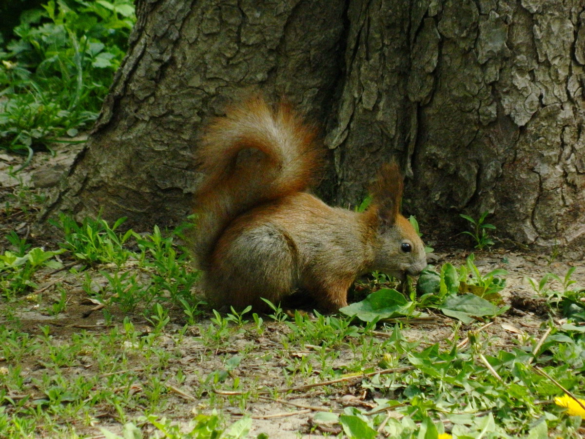 LA MULTI ANI, ROMANIA!: Veverita