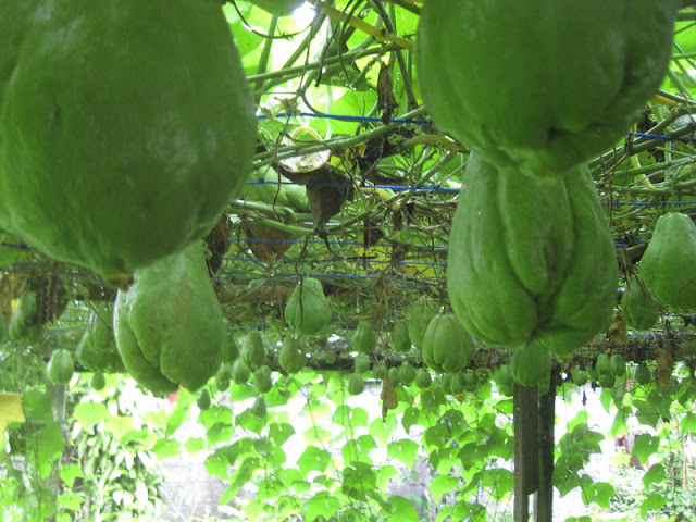 Petani Sayur: Tanaman labu siam - asli organik