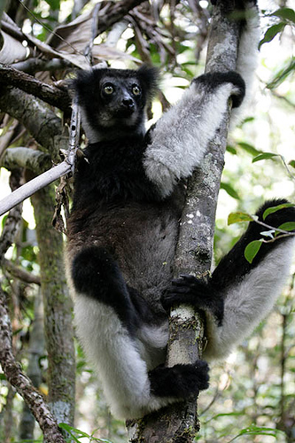 Evolutionary Vertebrate Zoology: Evoluční specialisti na planetě ...