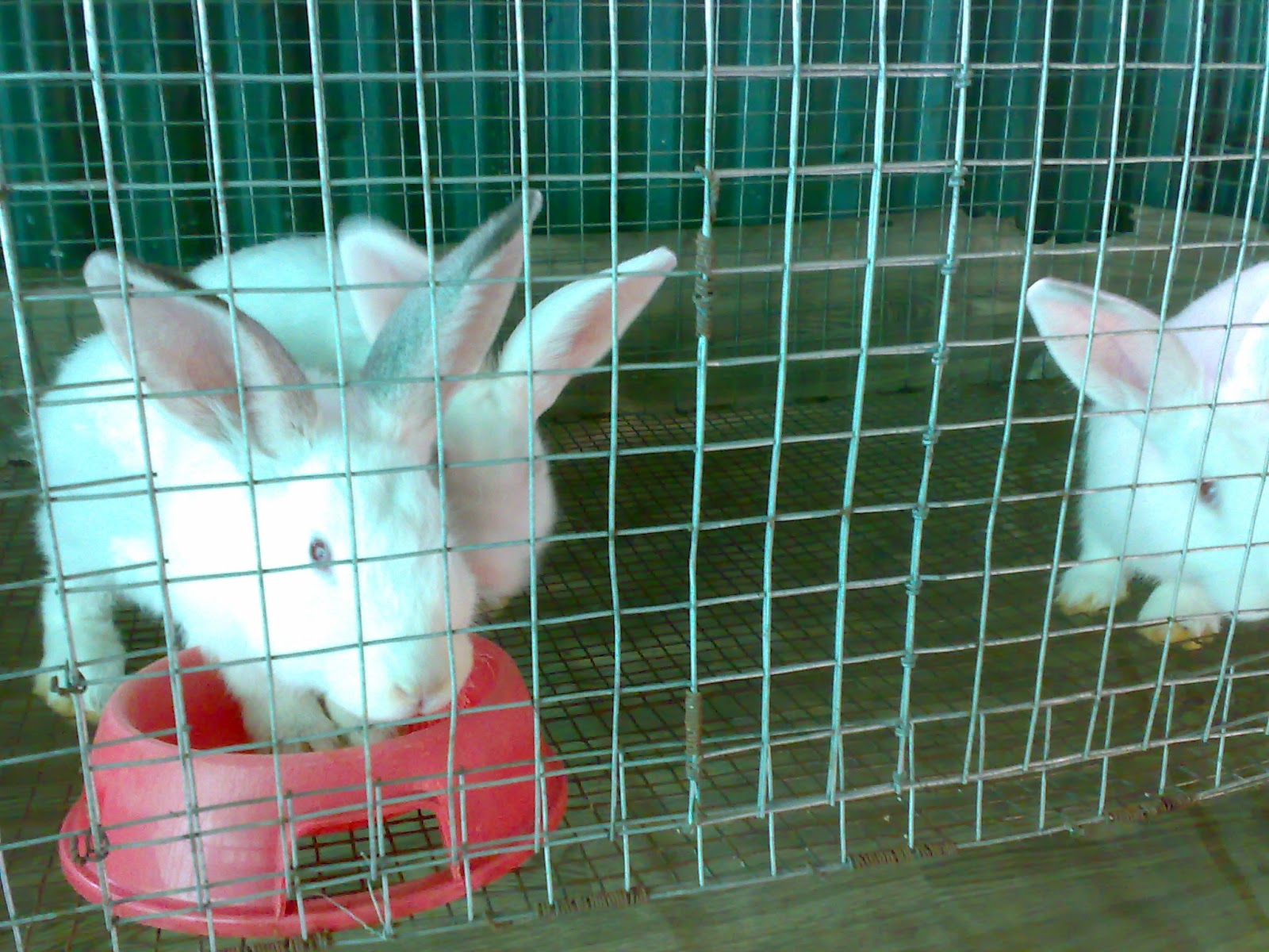 Raising Rabbits: New Zealand Doe Molting