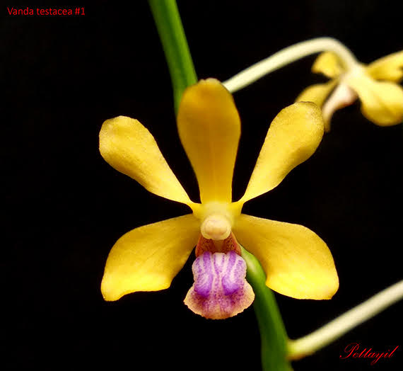 Vanda testacea (Lindl.) Rchb.f.