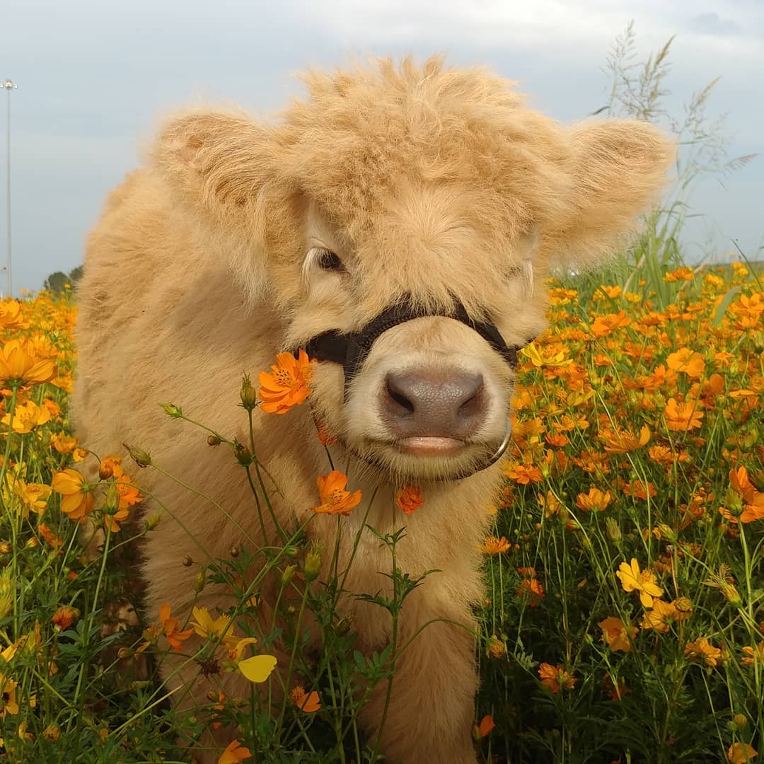 Ahora Puedes Tener Una Mini Vaca Esponjosa Y Son Mascotas Incre bles ahora-puedes-tener-una-mini-vaca-esponjosa-y-son-mascotas-incre-bles