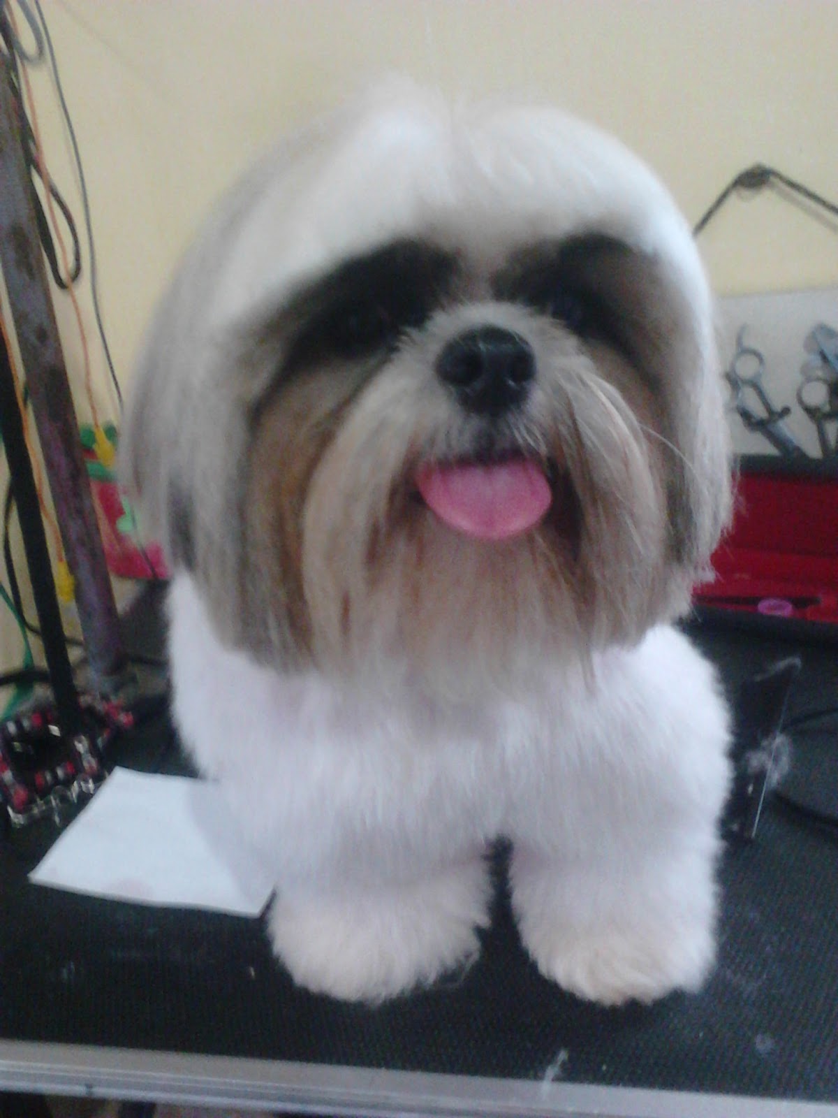 Pet Salon Suzana Lopes: Tosa bebê