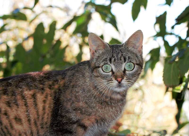 FOTO NATURA HUESCA 2: FÉLIDO Felis silvestris catus Johann Christian ...