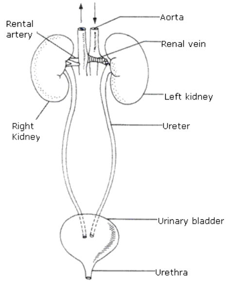 Frank Chapter 8 Excretory System ICSE Solutions Class 10 Biology