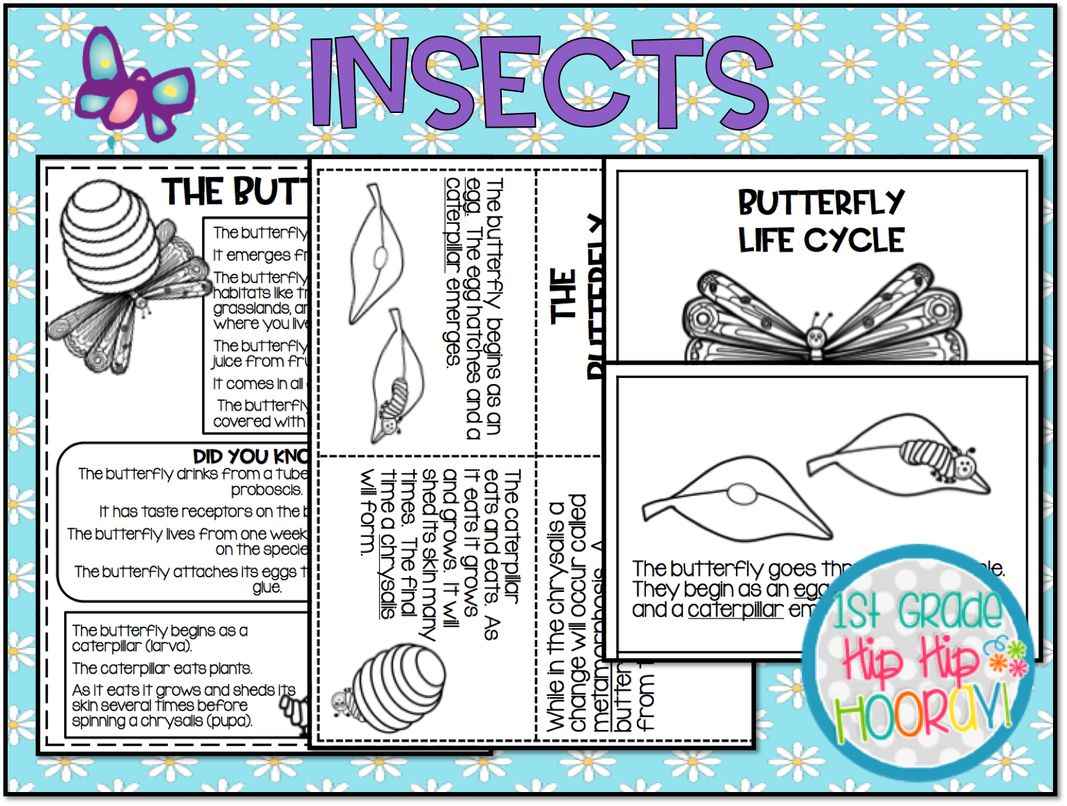 1st Grade Hip Hip Hooray!: Insects are so interesting!!