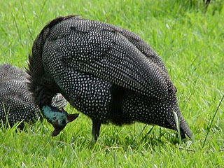 Guinea Fowl | Wildlife | The Wildlife