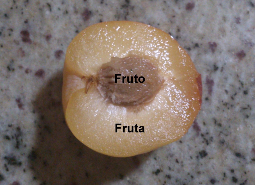 Cocina Recetas con Sabor: FRUTA, FRUTO, HORTALIZA, LEGUMBRE Y VERDURA