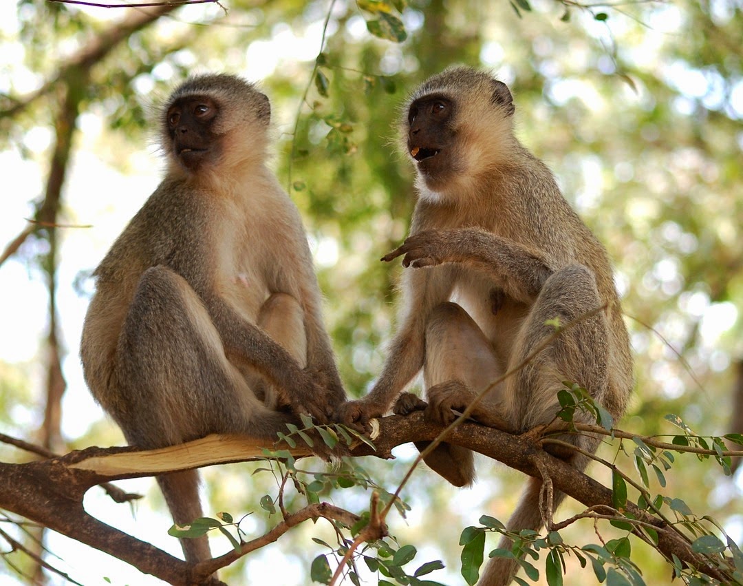 Contes d' Animals: ELS MICOS