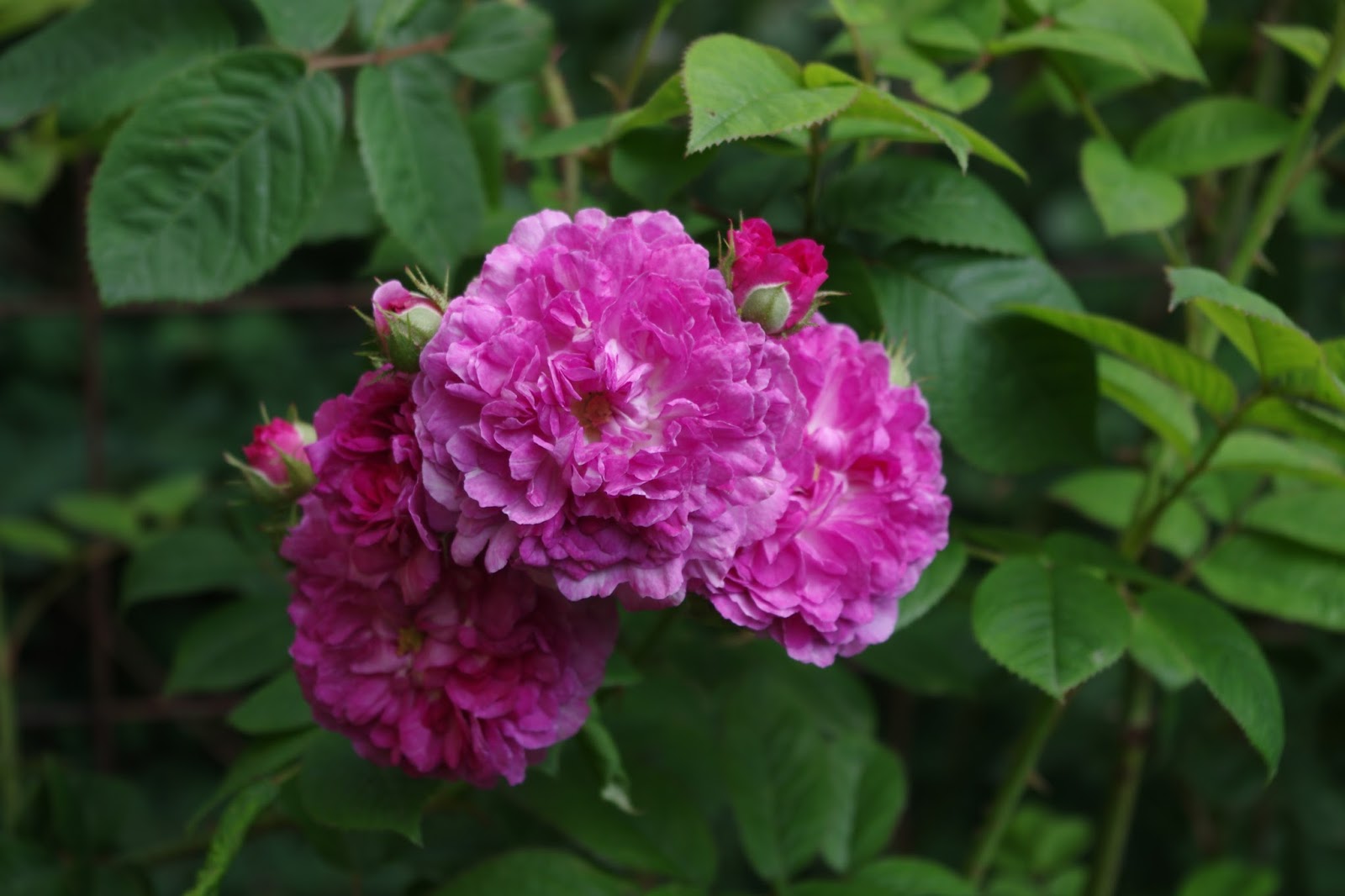 Promesse de roses: Russelliana