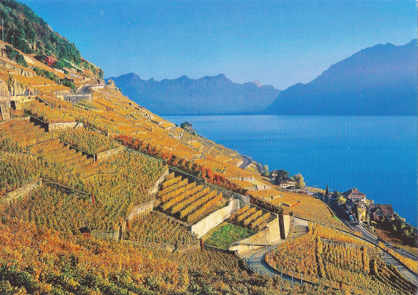 A Journey of Postcards: Lavaux Vineyard Terraces, Switzerland