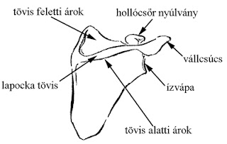 Mimi Fitness: Anatómia alapok 3. - A csontvázrendszer