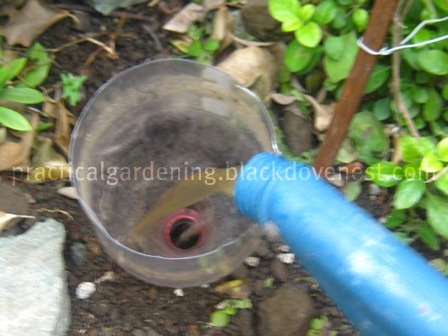 Practical Gardening: Apply Homemade Fish Emulsion Fertilizer