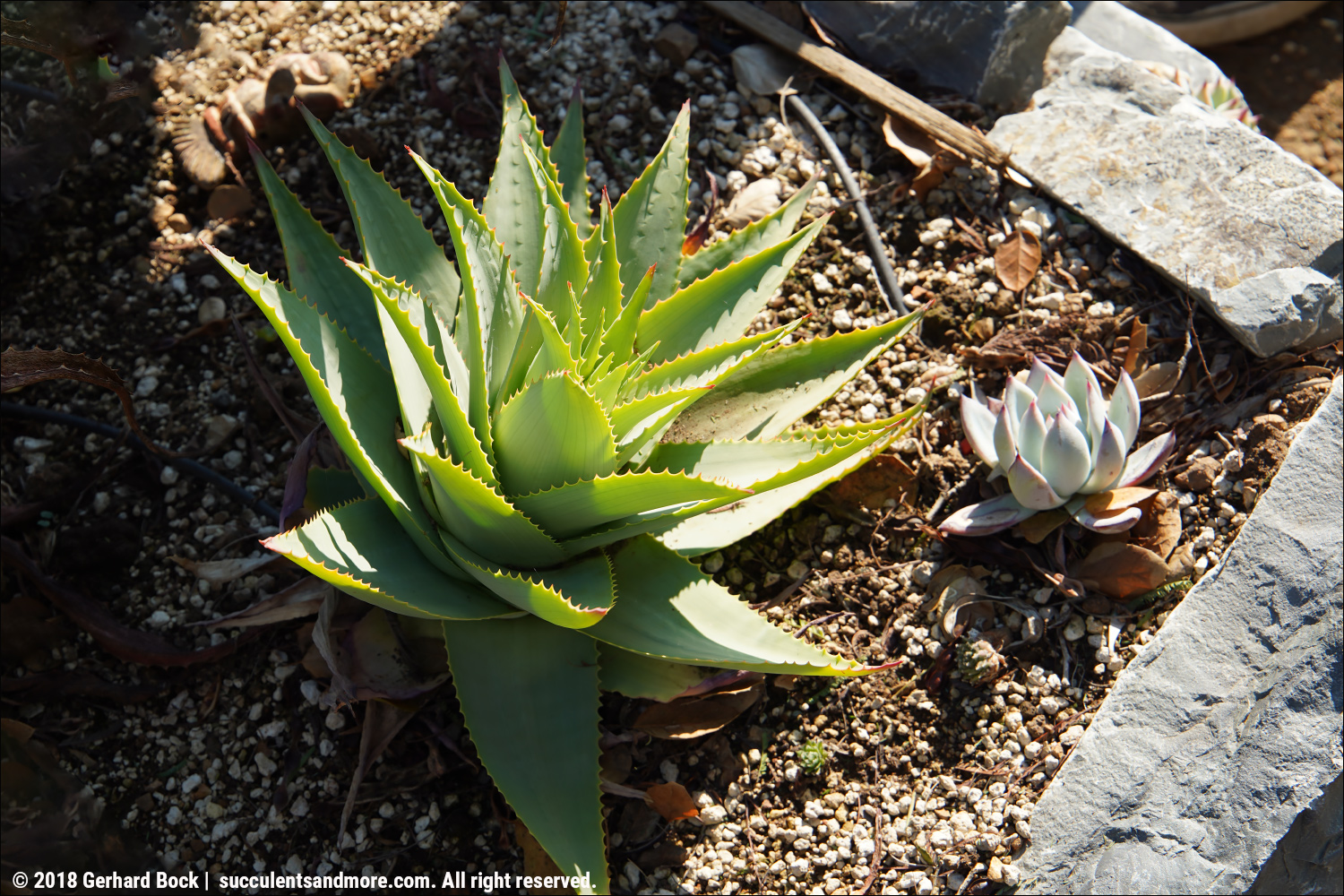 John Miller's Oakland aloe garden (Institute for Aloe Studies)