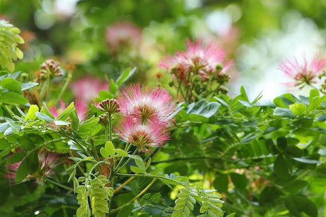 Medicinal benefits of Siris Tree/Albizia Lebbeck