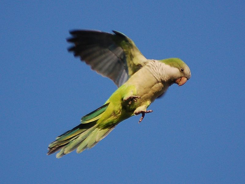 HD Animals: flying green parrot