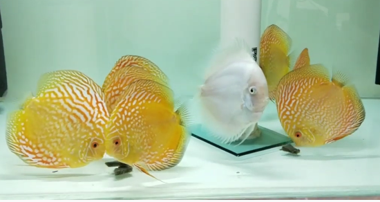 100 Discus Classification according to color and line | king fish