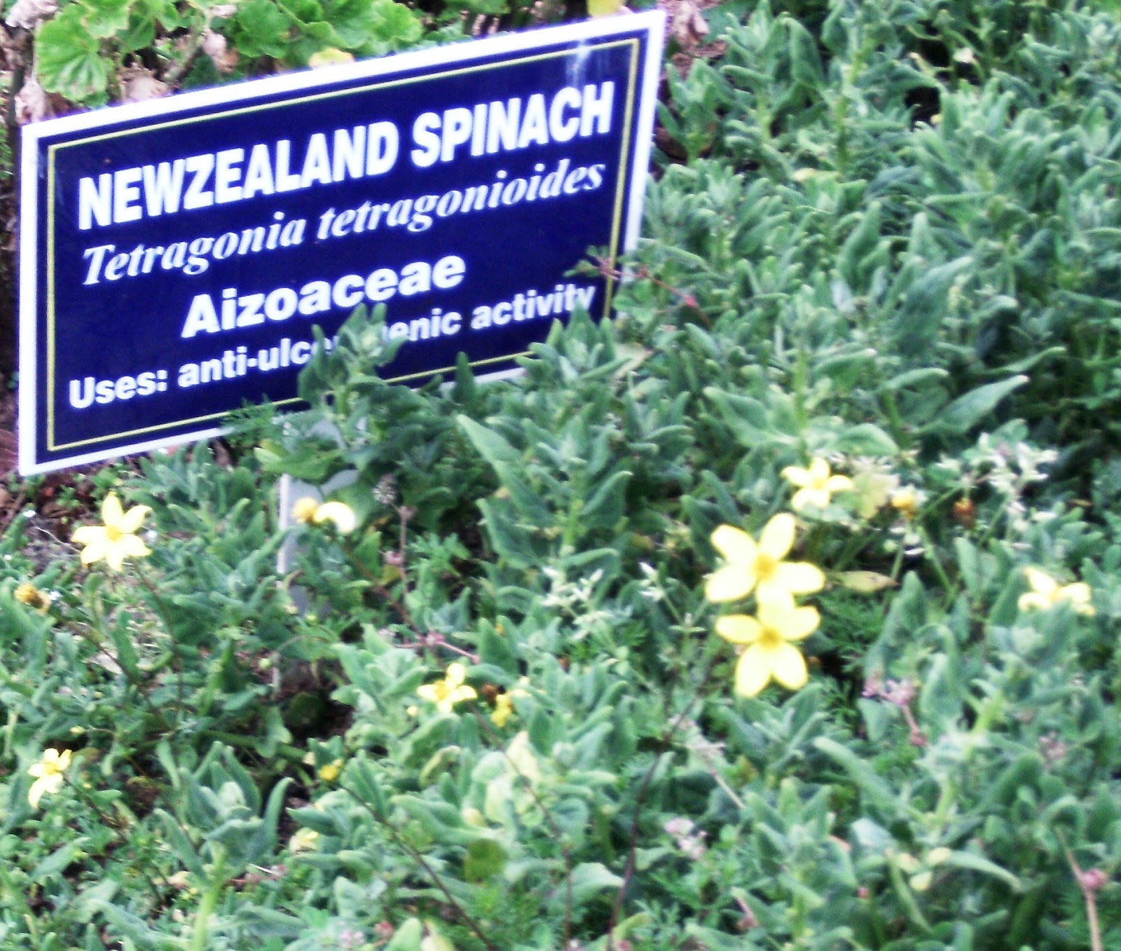 JERNANG (Daemonorops.Sp): Foto-foto Community-based Monitoring Systems ...