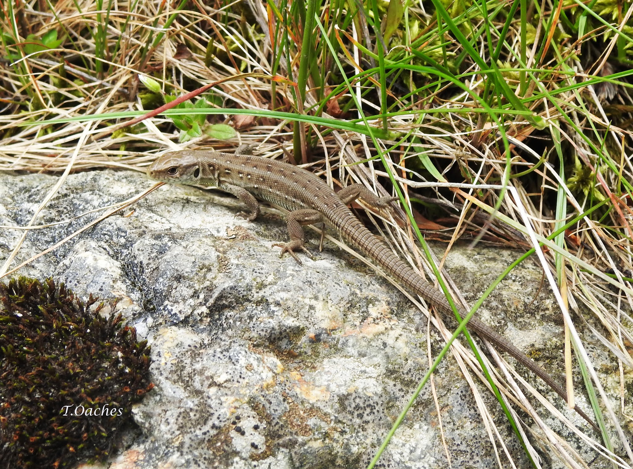 PASARI DIN ROMANIA: REPTILE ( 2 ), Soparle