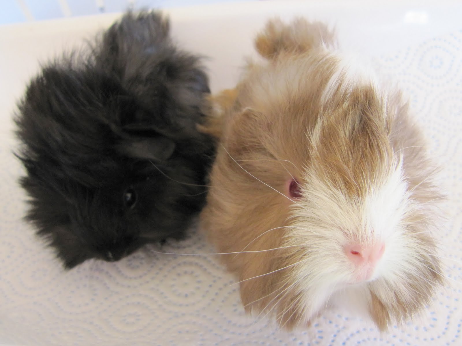 All Things Guinea Pig: Sheba Yaks
