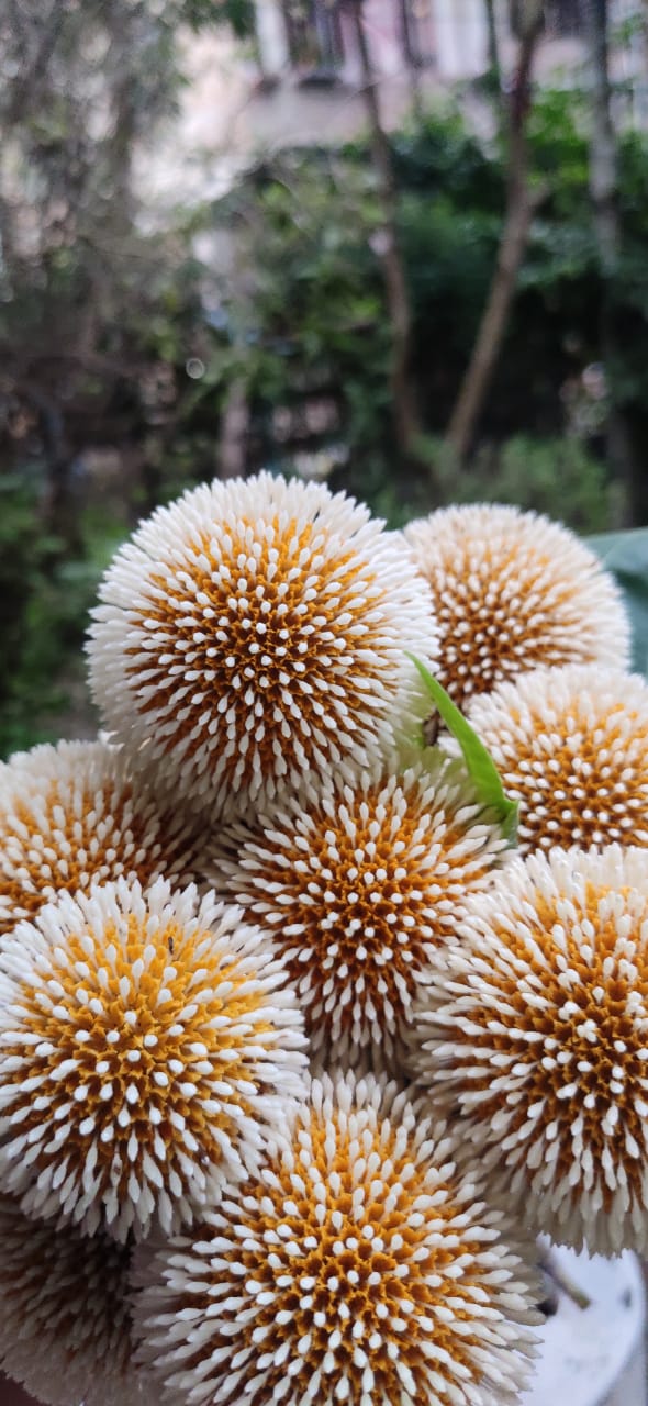 Kadamba Flower (Neolamarckia cadamba)