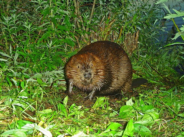 Camera Trap Codger: Squirrel Creek Campground