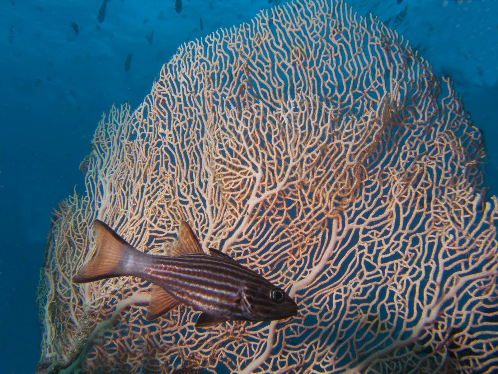 sous la mer: Gorgones géantes, mer rouge, à 30 mètres de fond.