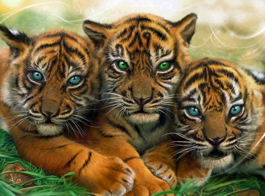 CHODAVARAMNET: THREE TIGERS