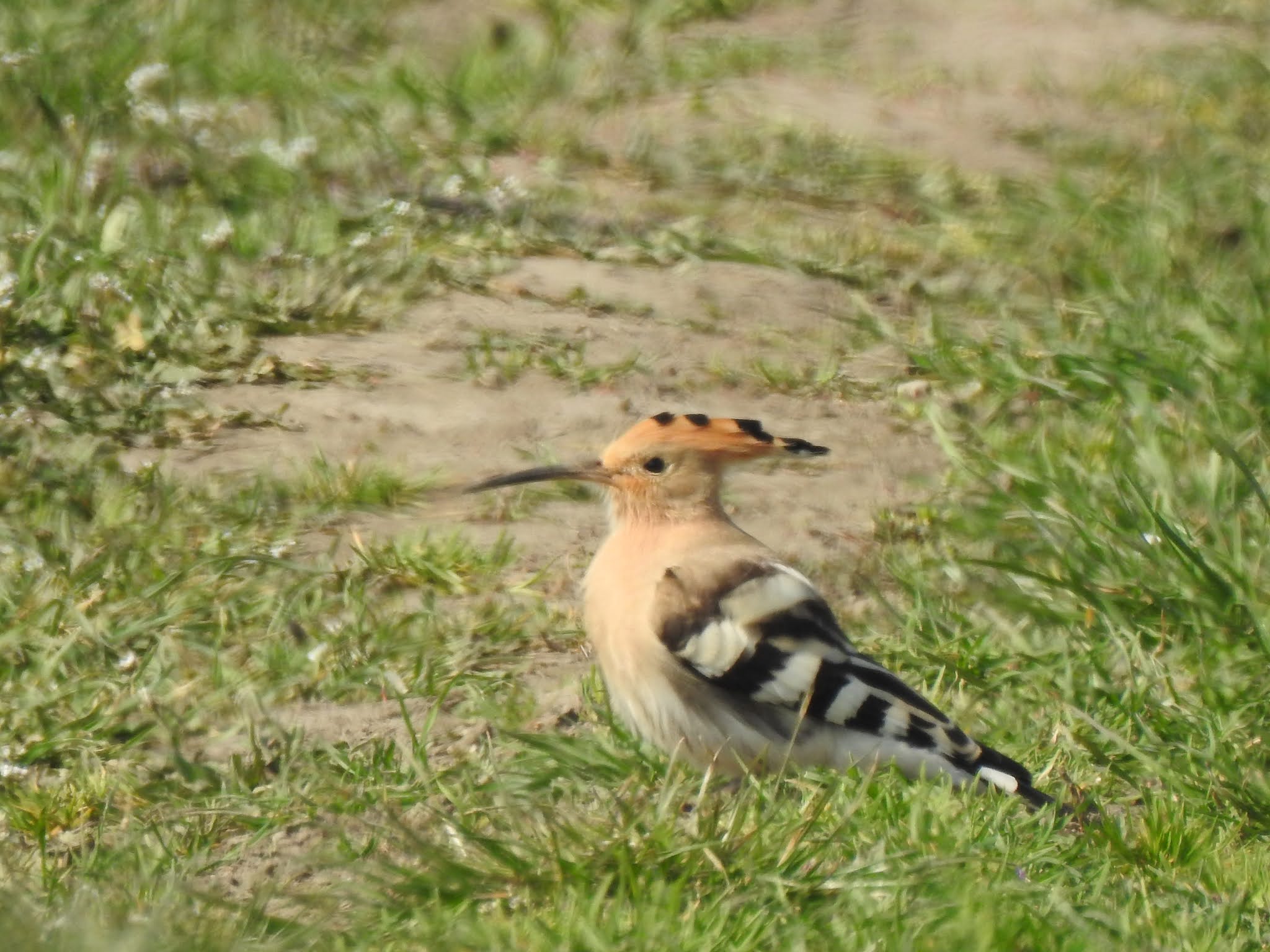 PASARI DIN ROMANIA: PUPAZA, Upupa epops