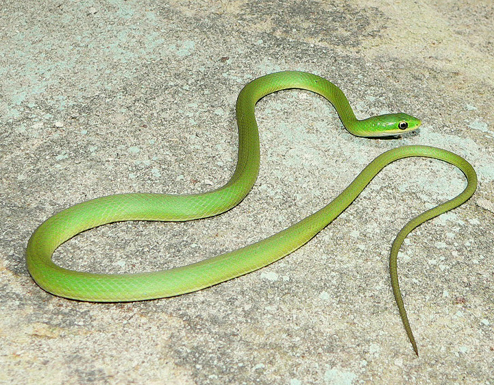 SUN SHINES: Green Snakes