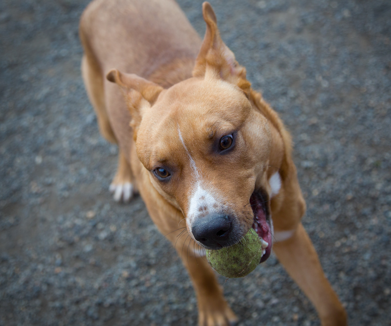 Shelter Dogs of Portland: 2019