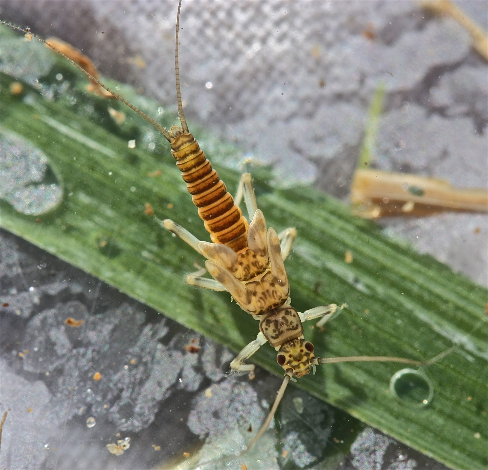 Aquatic Insects of Central Virginia: Here in force: the large winter ...