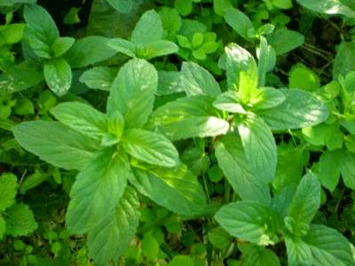 Baş Ağrısına Nane Bitkisi