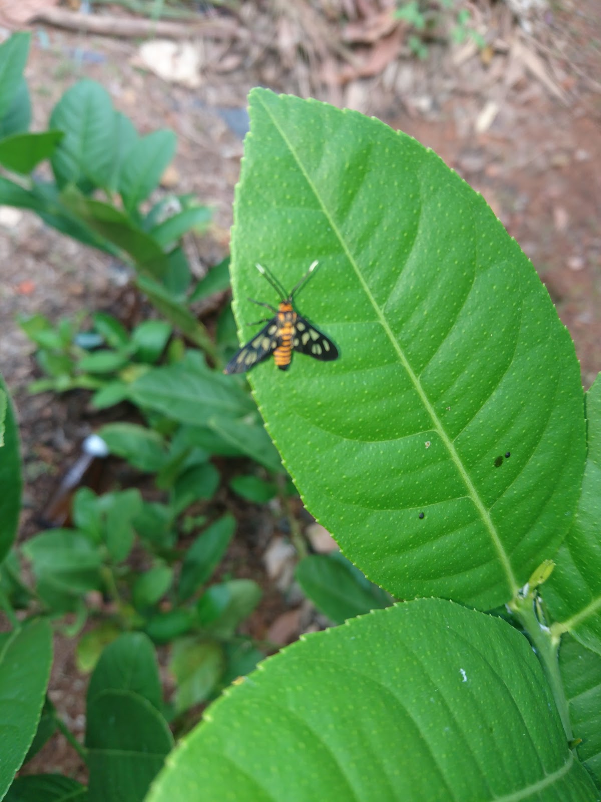 insect up lemon tree