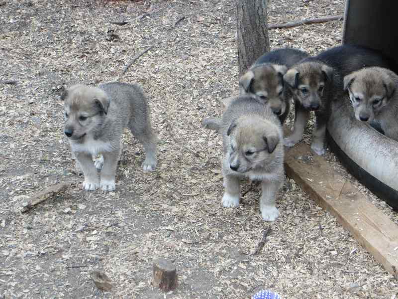 Alaska 2013: Alaska Day 42 - Native Heritage Center