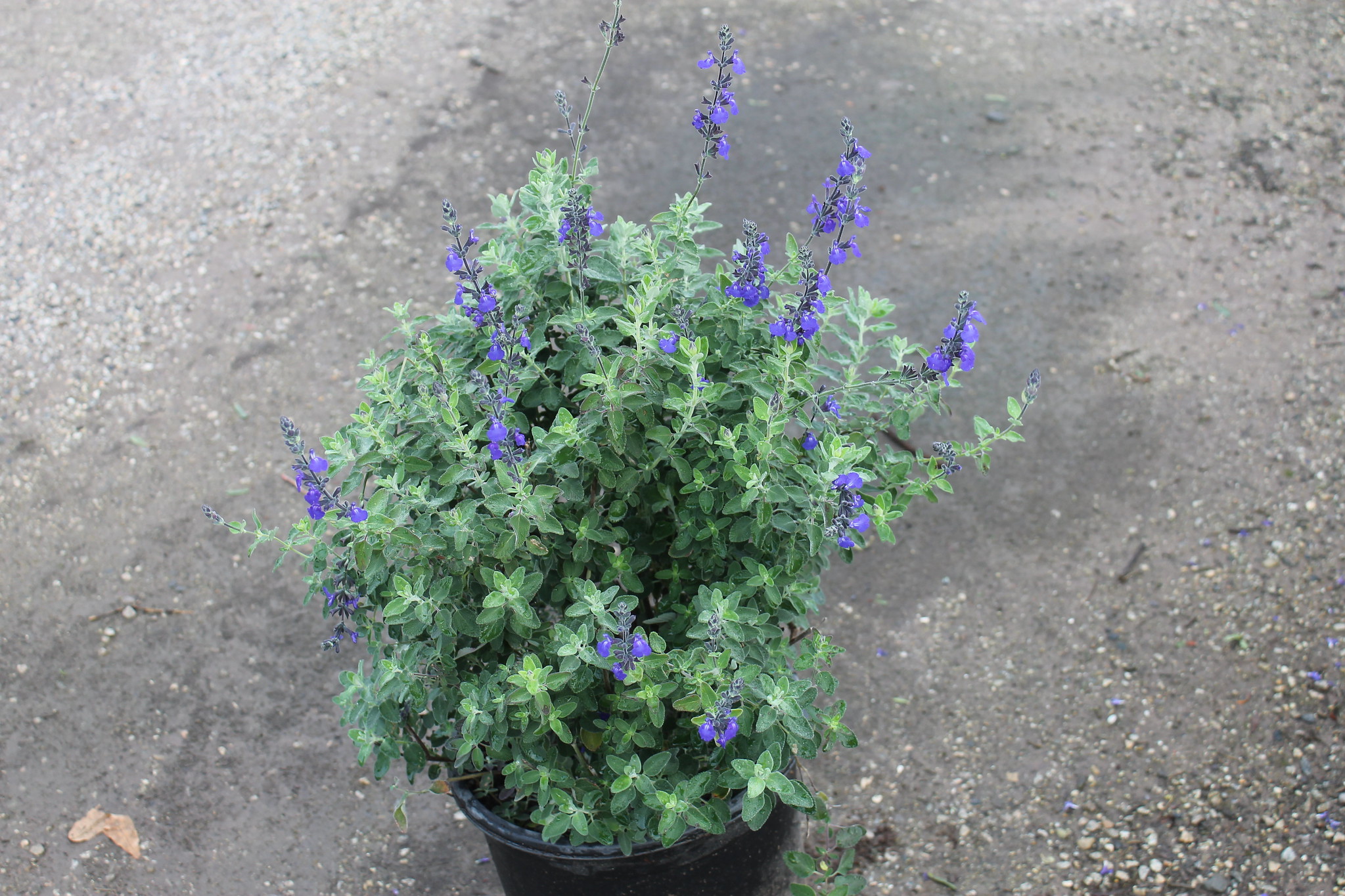 Salvia chamaedryoides - Germander sage care and culture | Travaldo's blog