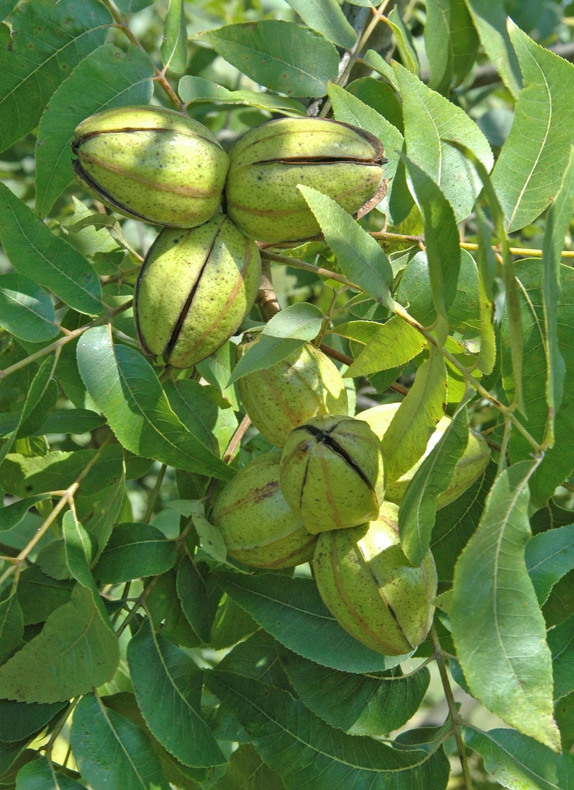 Northern Pecans: Judging the date of shuck-split