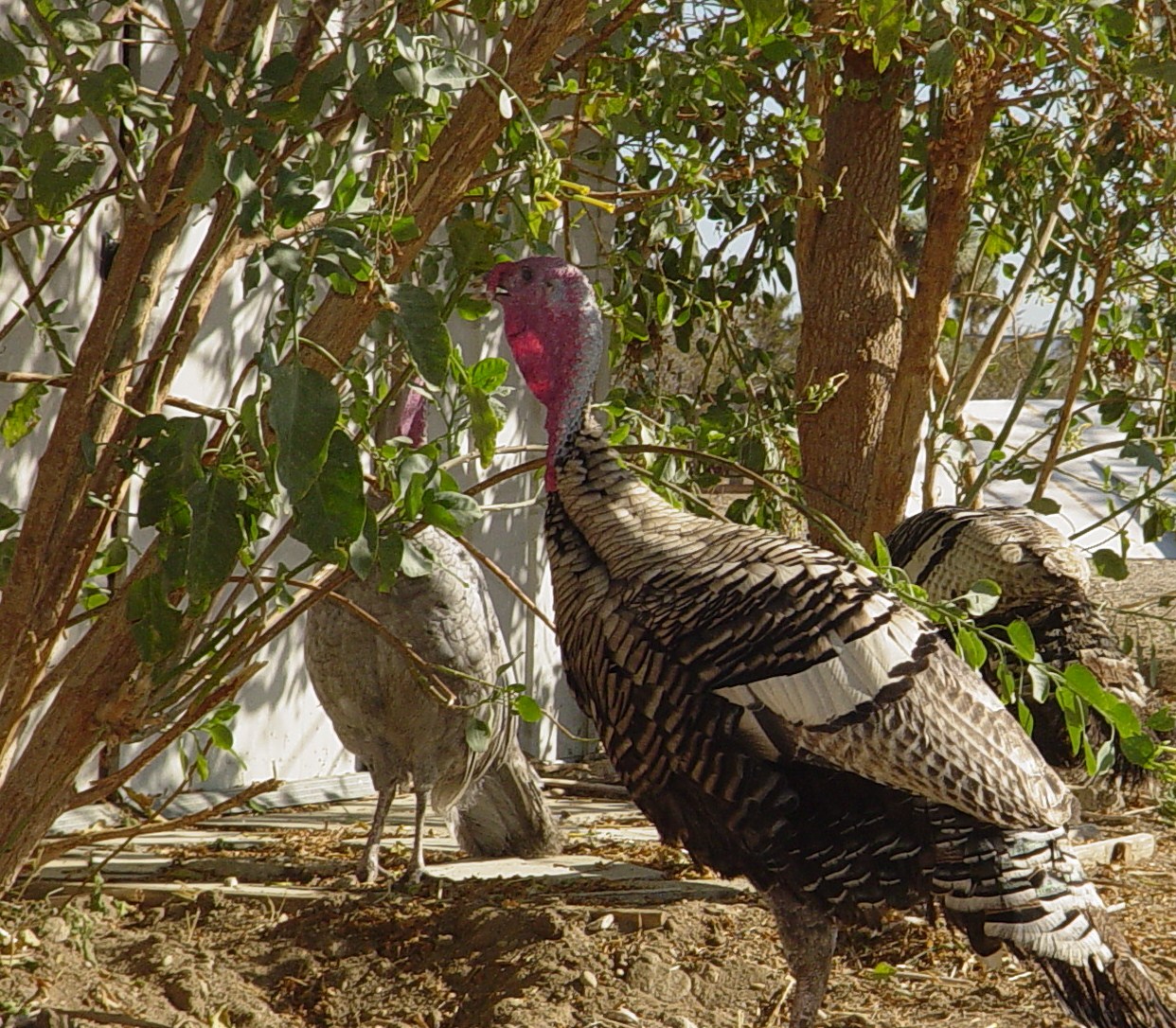 Heritage Turkeys & Breeding