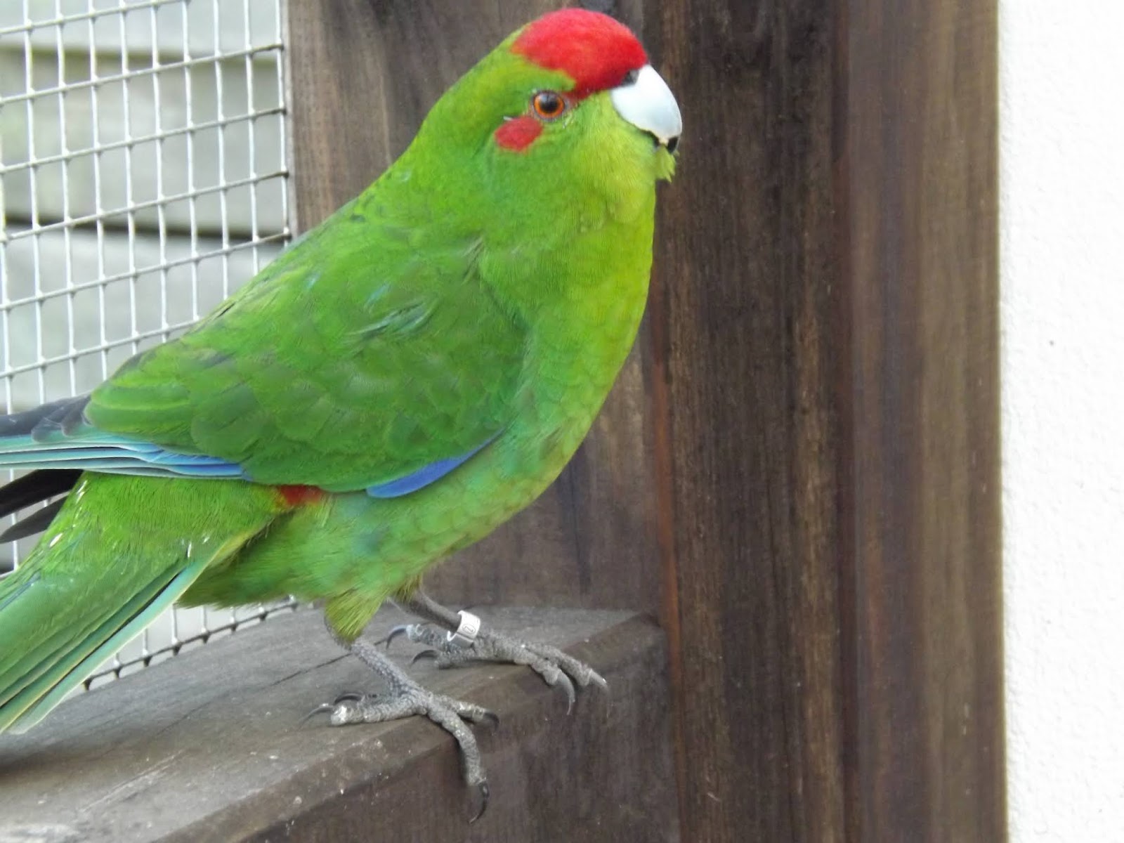 Ara Cian: Vogelportrait: Ziegensittich