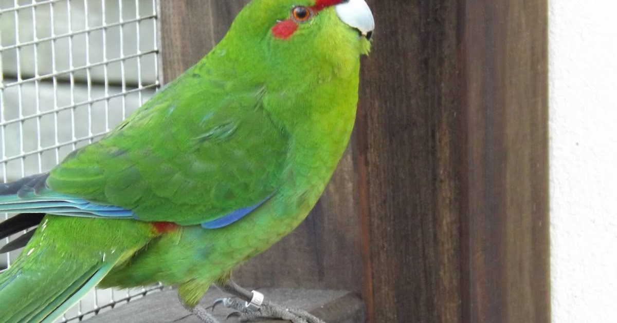 Ara Cian: Vogelportrait: Ziegensittich