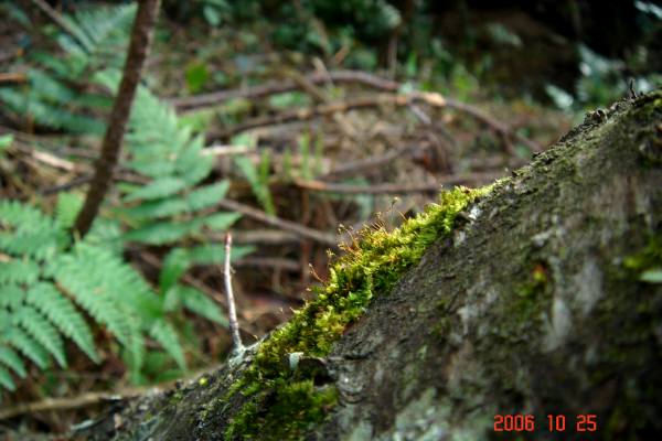 Variety of Life: Sematophyllaceae