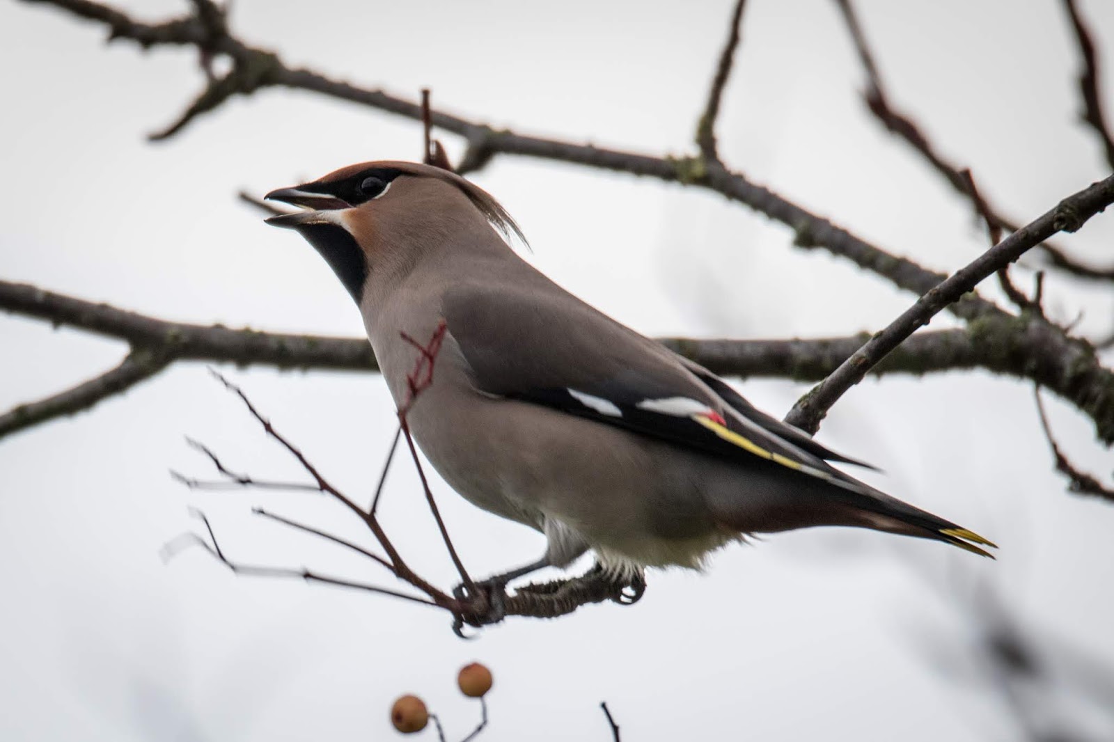 TrogTrogBlog: Bird of the week - Waxwing