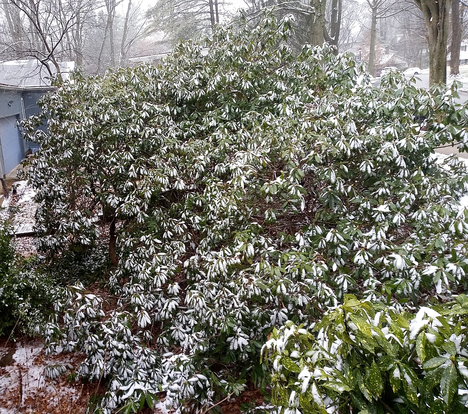 Future Plants by Randy Stewart: Rhododendrons - Species