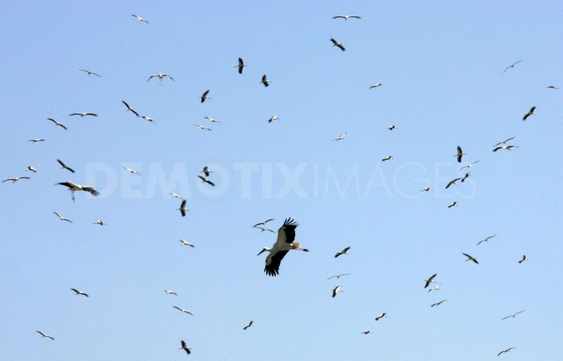 ABC-Australia parrots a lie: "There are no birds in Gaza" ~ Elder Of ...