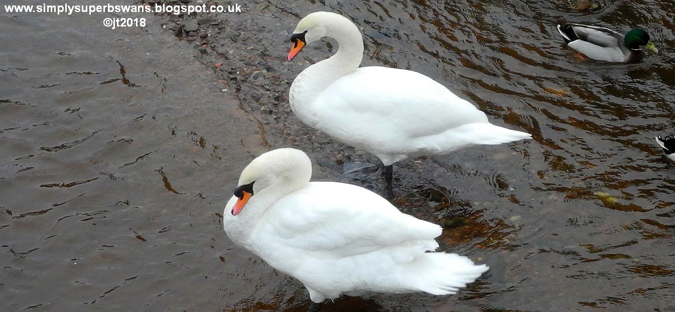 Simply Superb Swans: The Difference - Cob and Pen