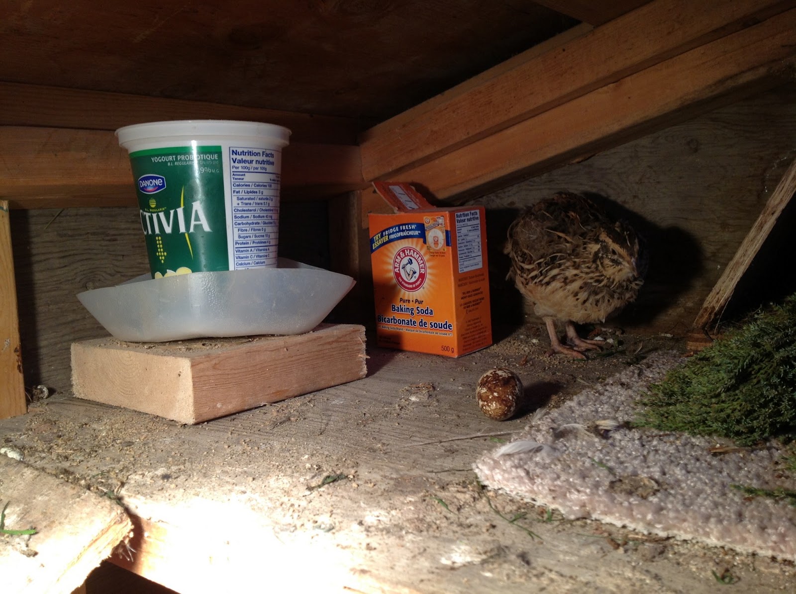 i love my quail: Quick Quail Tip of the Day: (Smelly quail solutions)