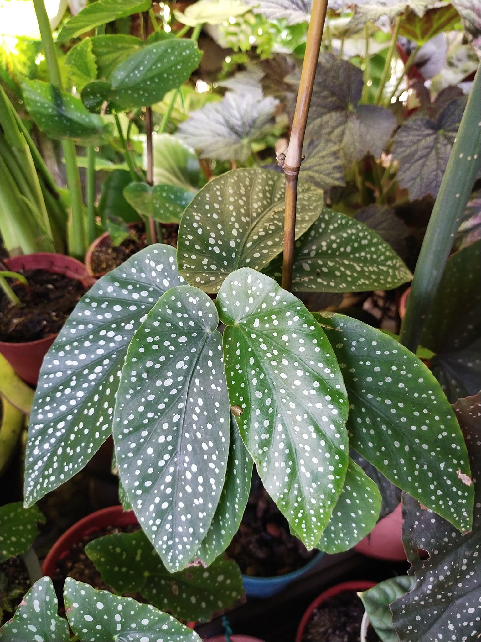 Garden Chronicles of James David: Cane Begonia 'Albo-picta' (Updated ...