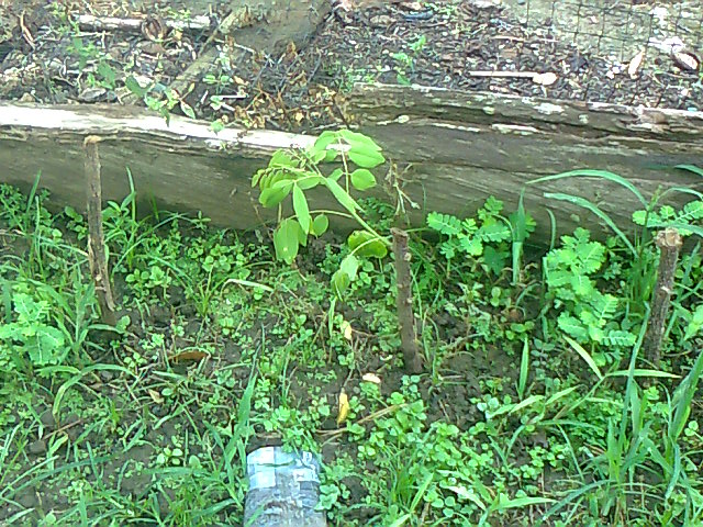 Gliricidia Sepium: MATARRATÓN