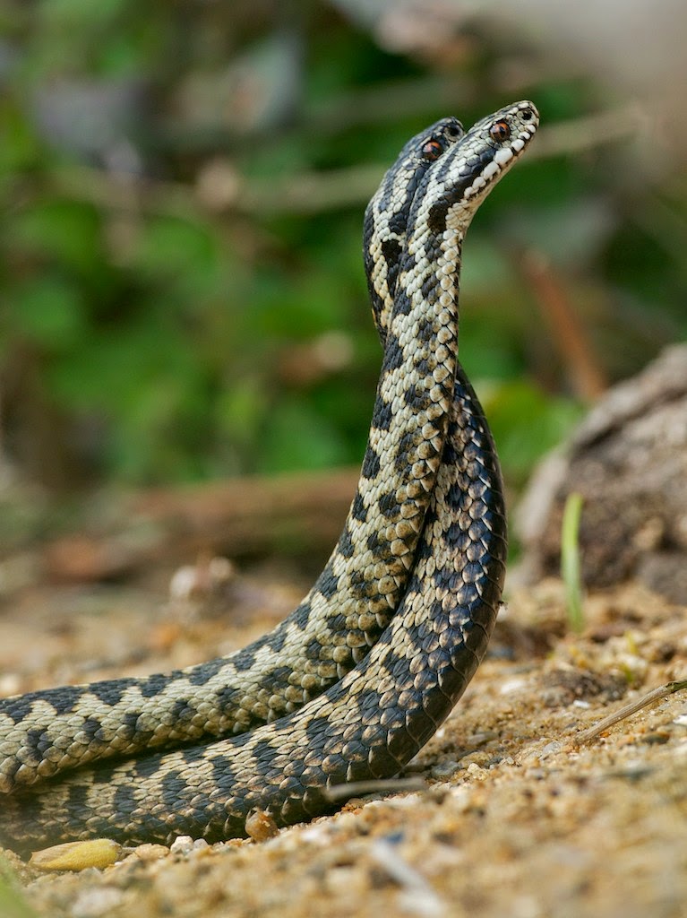 Matt's Photos: Dance of the Adders: 2014