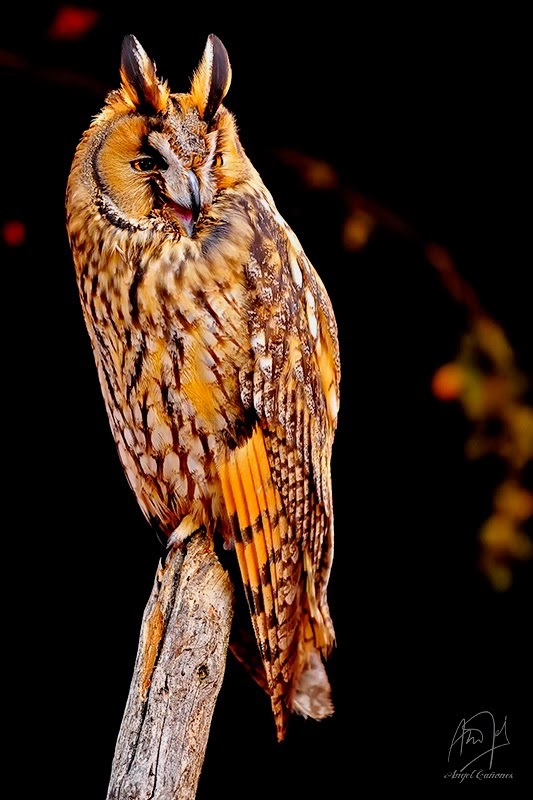 Asociación Fotográfica de Andújar : 2013